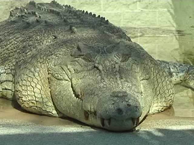 Movie Crocodile is Star of FW Zoo’s Croc Cafe – NBC 5 Dallas-Fort Worth