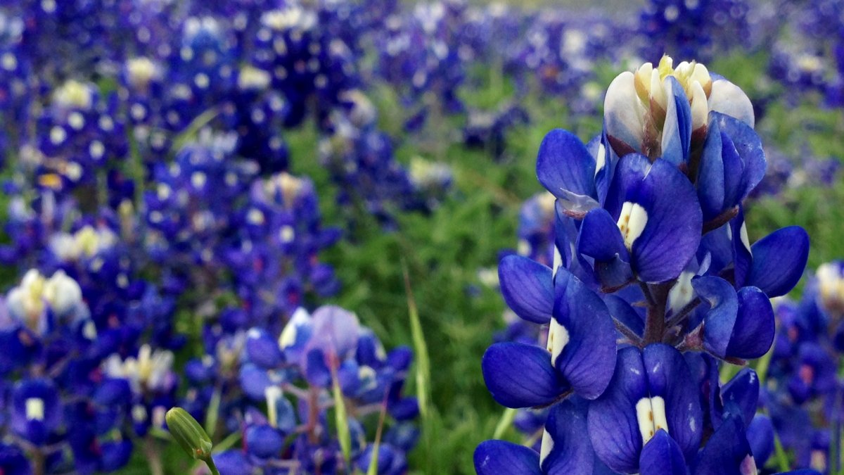 Dry fall in North Texas could affect spring Bluebonnet blooms – NBC 5 ...