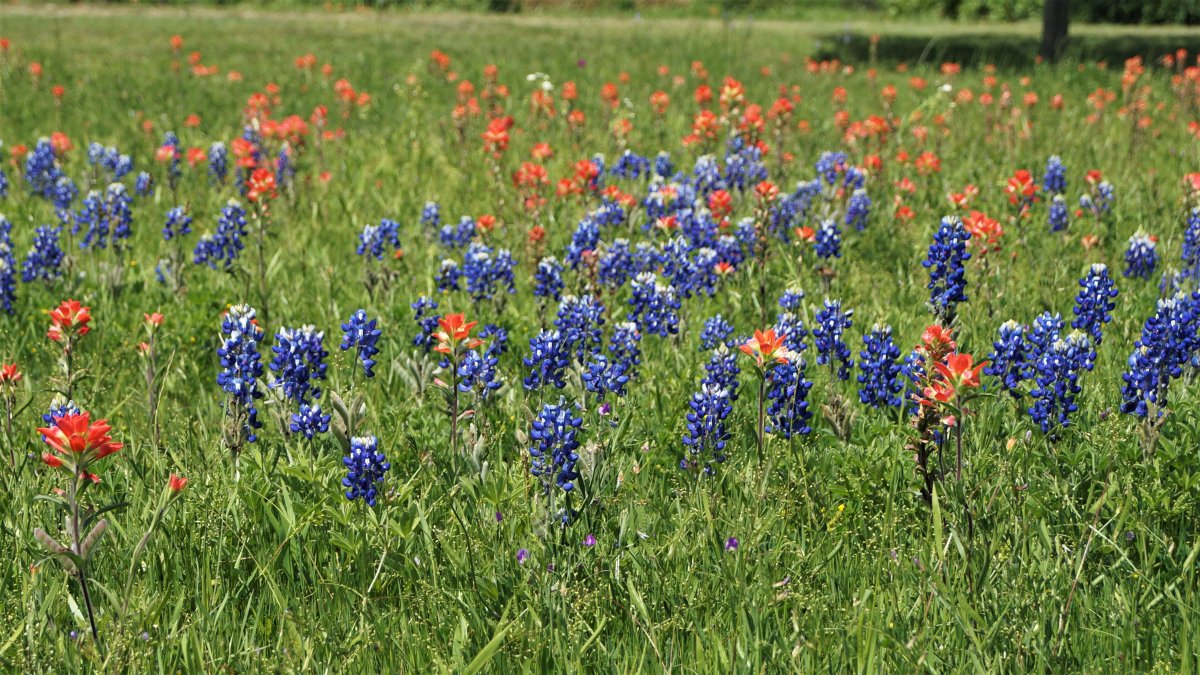 How Winter Storms in Texas Could Affect Bluebonnet Season – NBC 5 ...