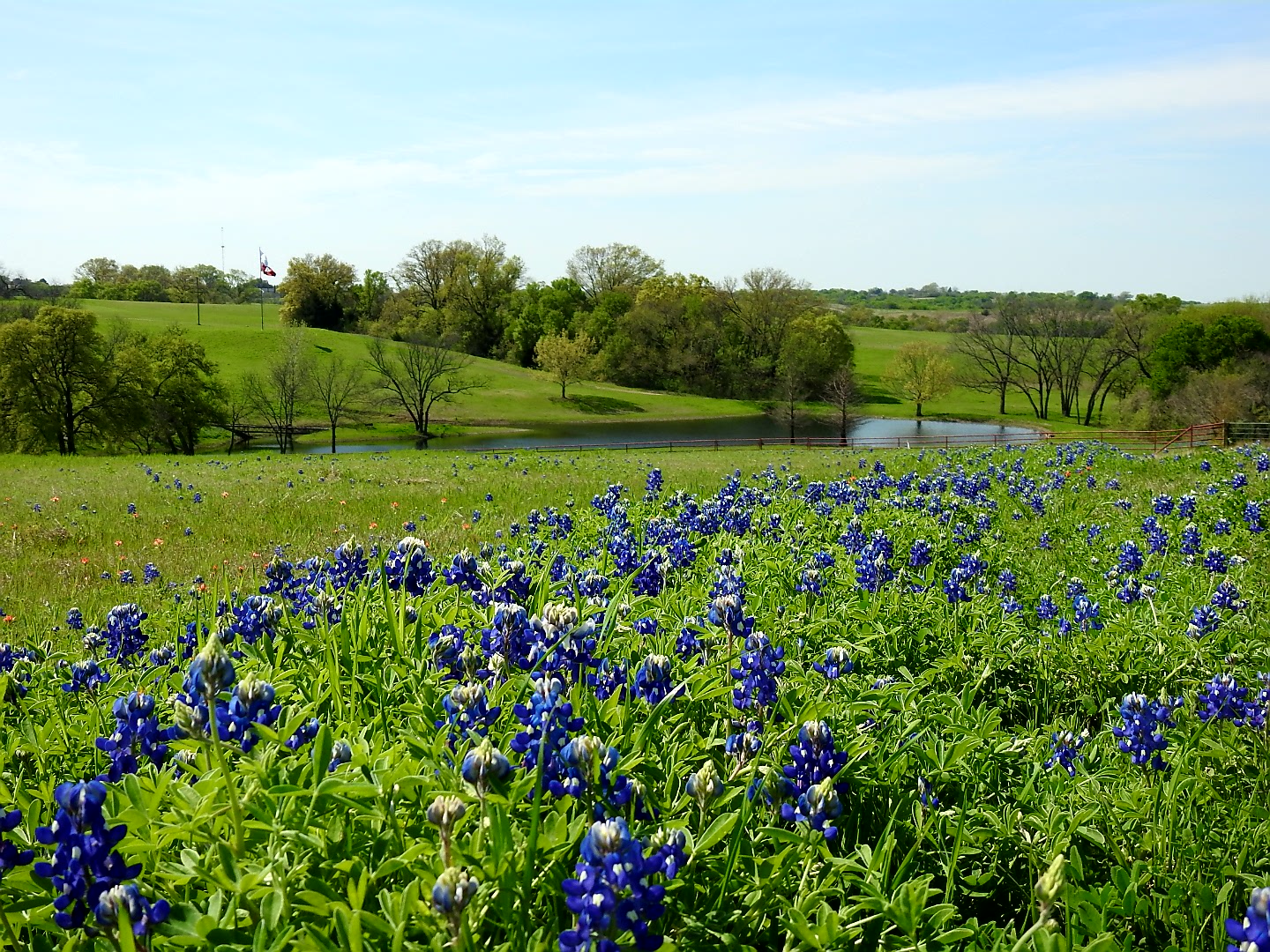 Bluebonnets in Bloom 2019 – NBC 5 Dallas-Fort Worth
