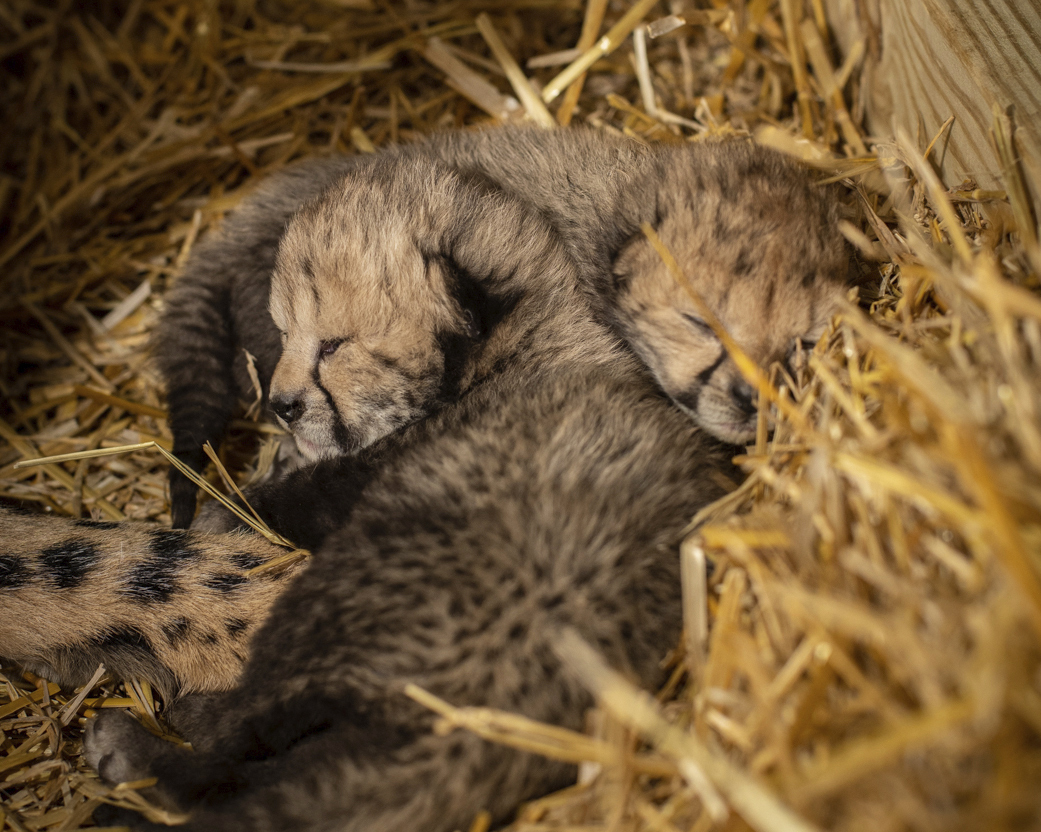 North Texas Cheetah is Father to World’s First In Vitro Cheetah Cubs ...