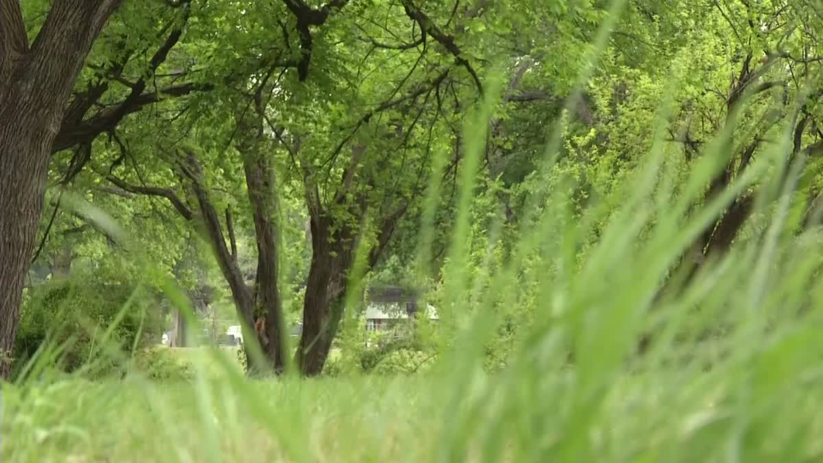 Tree and Grass Pollen High Through the Weekend, But Relief Comes Next ...