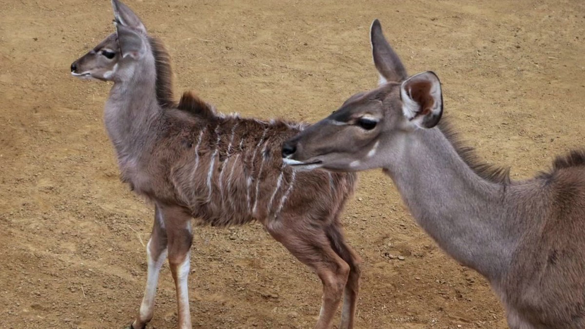 Baby Kudu Makes Debut at Dallas Zoo – NBC 5 Dallas-Fort Worth