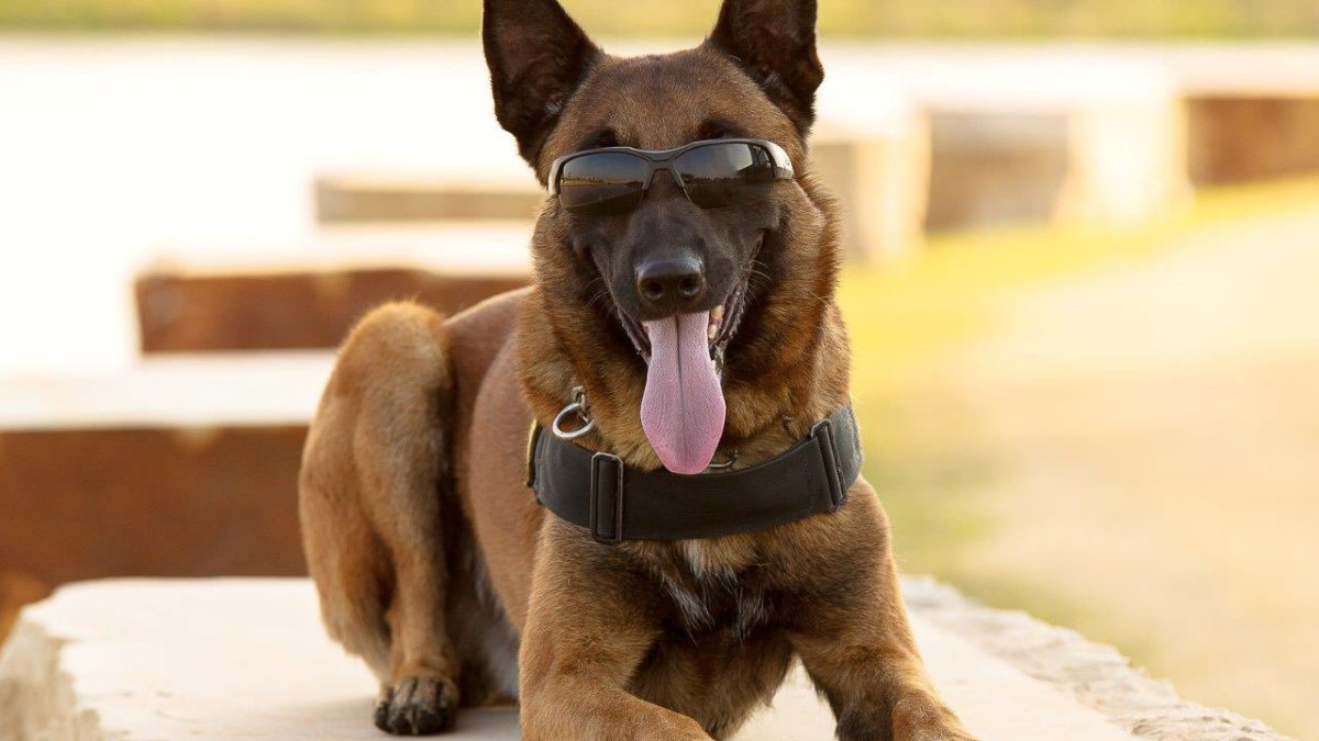 Grand Prairie K9 Officer Bullet – NBC 5 Dallas-Fort Worth