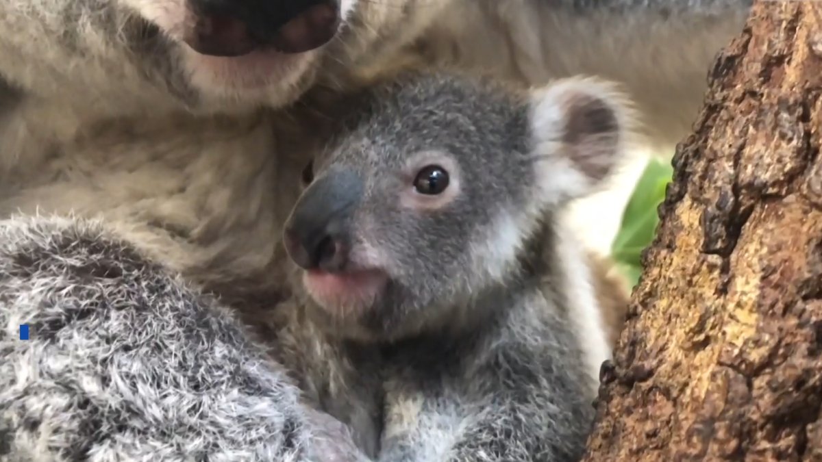 Baby Koala Arrives at Zoo Miami – NBC 5 Dallas-Fort Worth