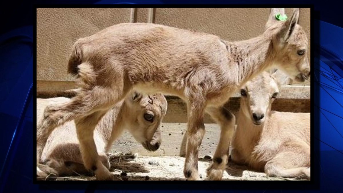 Dallas Zoo Welcomes Newborn Animals to Growing Family – NBC 5 Dallas ...