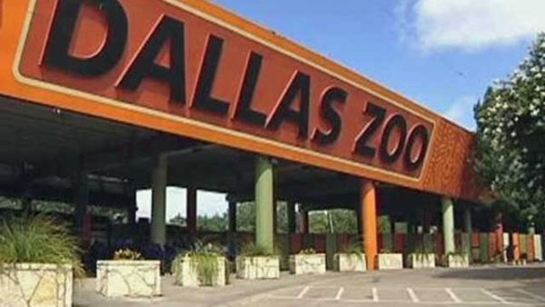 $1 tickets at the Dallas Zoo on these two days this summer – NBC 5 ...