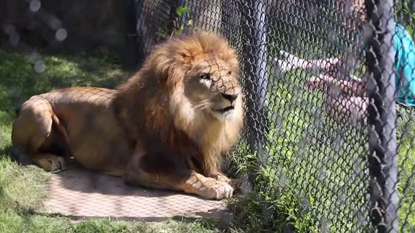 Dallas Zoo’s Newest Lion Now on Exhibit – NBC 5 Dallas-Fort Worth