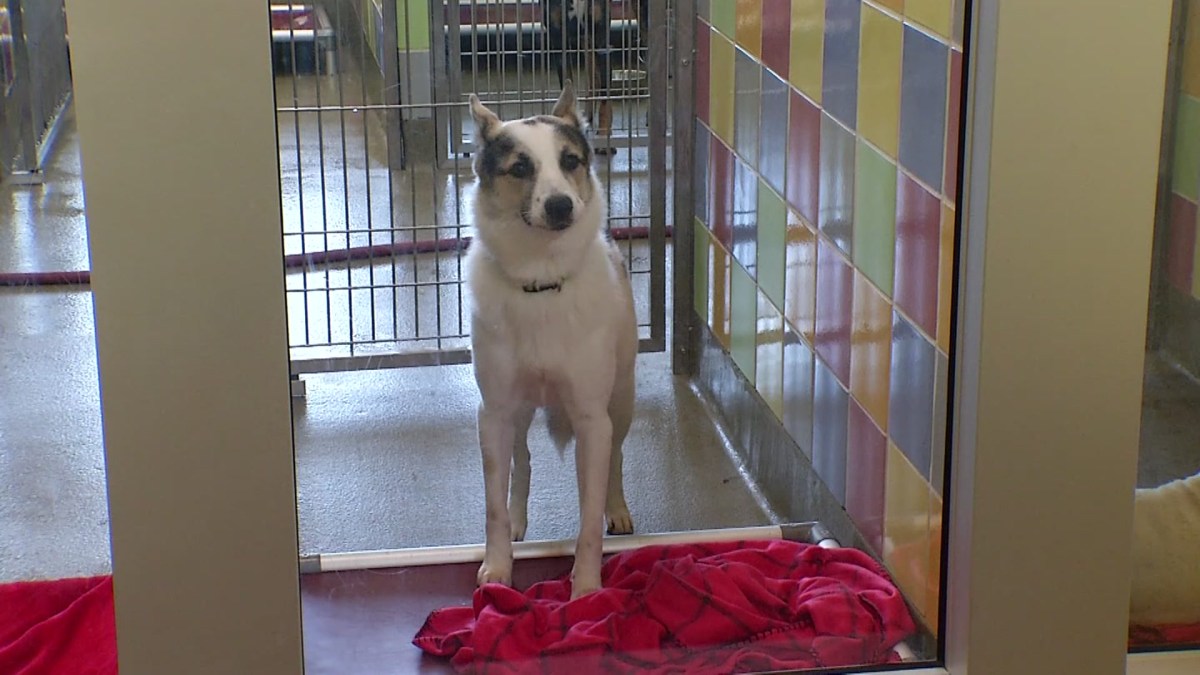 Virus Outbreak Closes Denton Animal Shelter – NBC 5 Dallas-Fort Worth