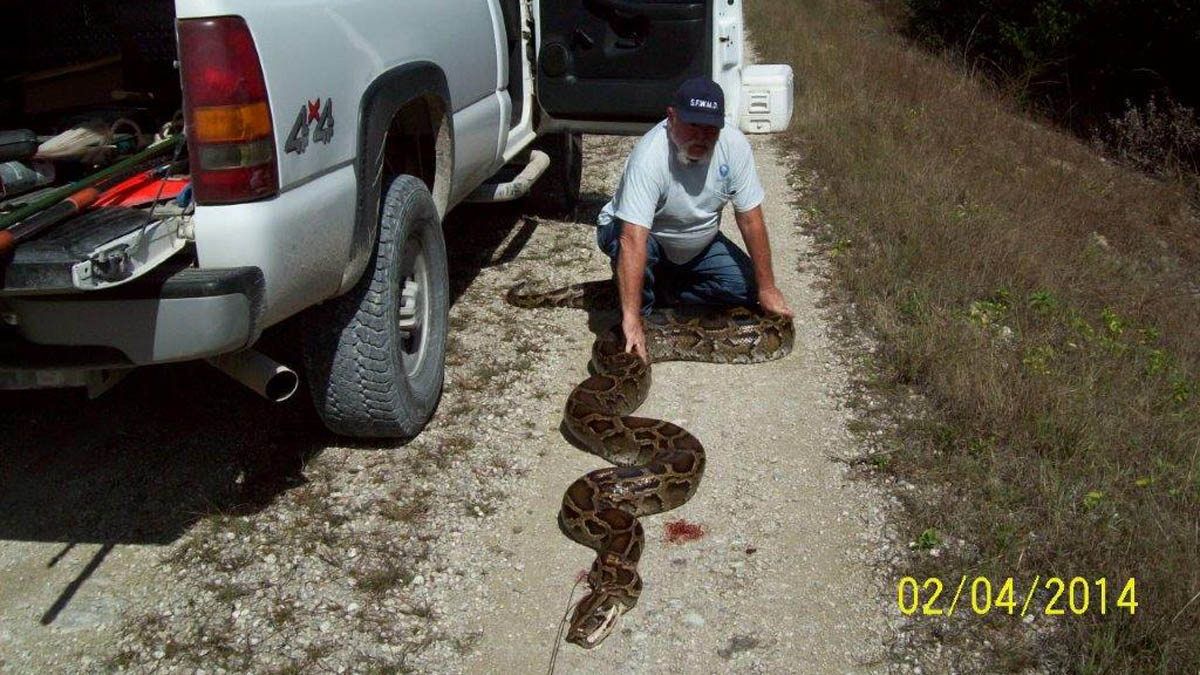 18-Foot-Long Python Found in Florida Everglades – NBC 5 Dallas-Fort Worth