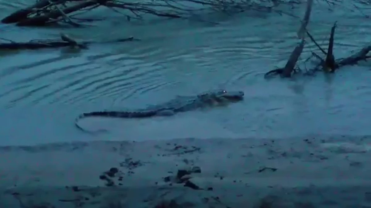 Expert Explains How Gator Got Close to Dallas School – NBC 5 Dallas ...
