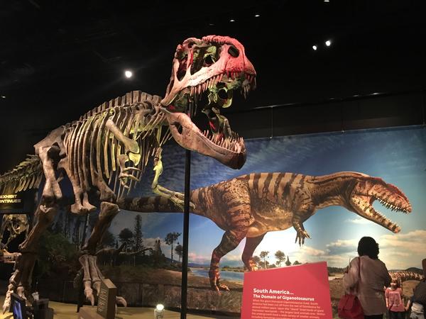 ‘Ultimate Dinosaurs’ Exhibit Takes Over Perot Museum of Nature and ...
