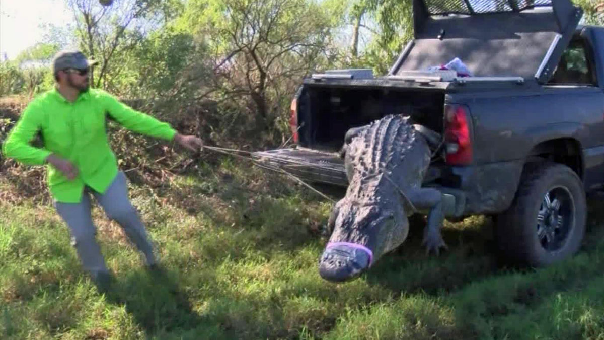Huge Alligator Released in Texas Gator Reserve – NBC 5 Dallas-Fort Worth