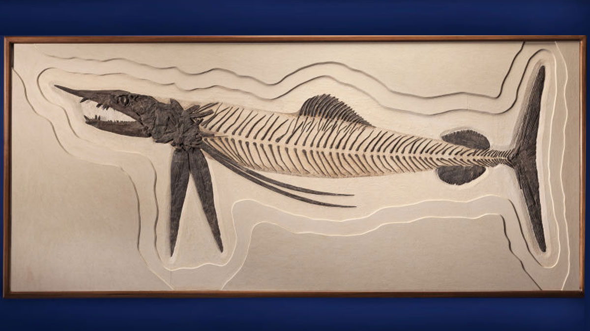 Fossil of Ancient Swordfish to be Auctioned – NBC 5 Dallas-Fort Worth