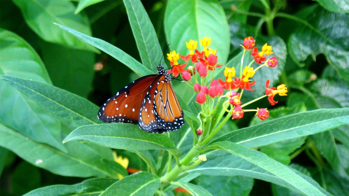 Native Texas Butterfly House and Garden at Heard Museum Now Open – NBC ...