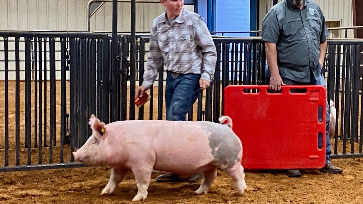 Mansfield Student Donates His FFA Pig to Domestic Violence Shelter ...