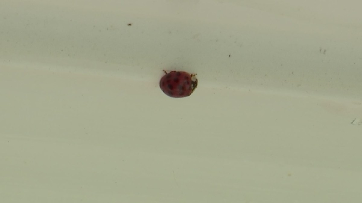 Asian Lady Beetles Swarm Dallas Neighborhood – NBC 5 Dallas-Fort Worth