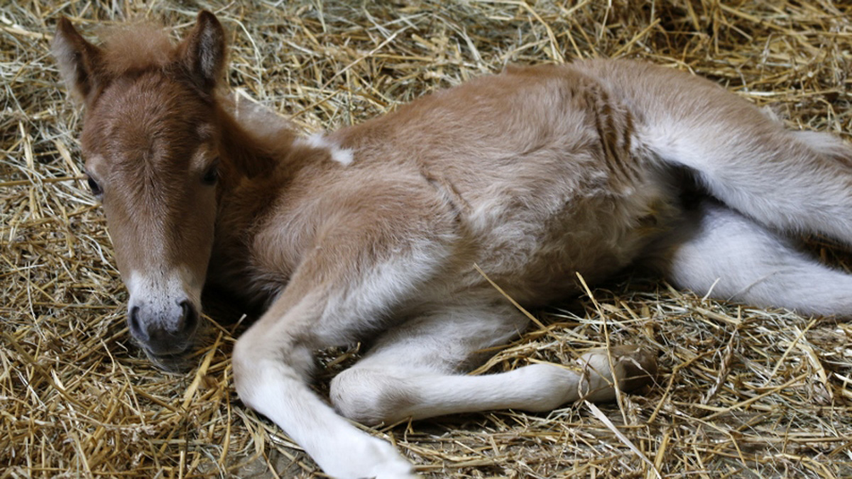 Dallas Zoo Introduces New Baby Pony – NBC 5 Dallas-Fort Worth