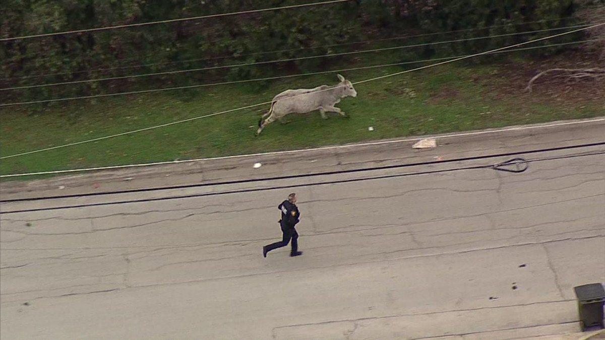 Fort Worth Police Chase With Cow Begins on Rodeo Street – NBC 5 Dallas ...