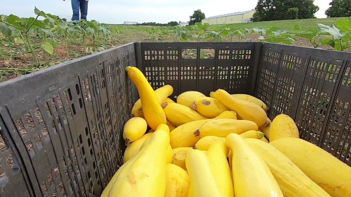 Urban Farming in Fort Worth’s Food Desert – NBC 5 Dallas-Fort Worth