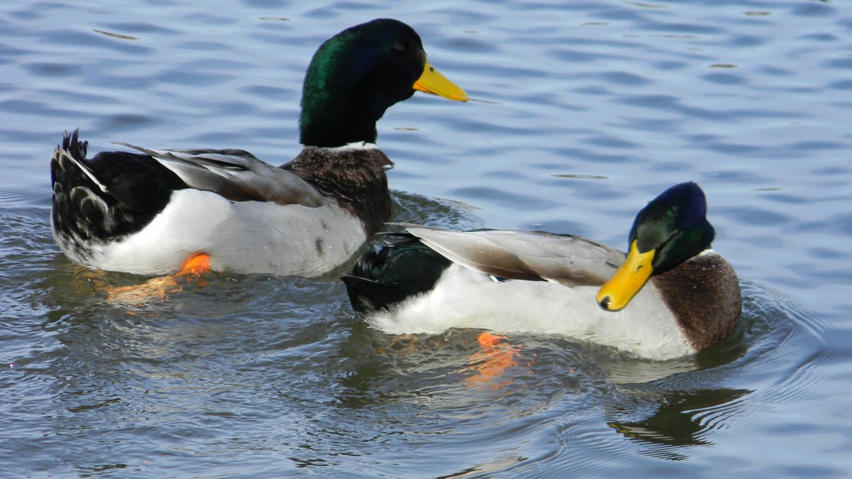Duck hunters rescued from Texas Lake – NBC 5 Dallas-Fort Worth