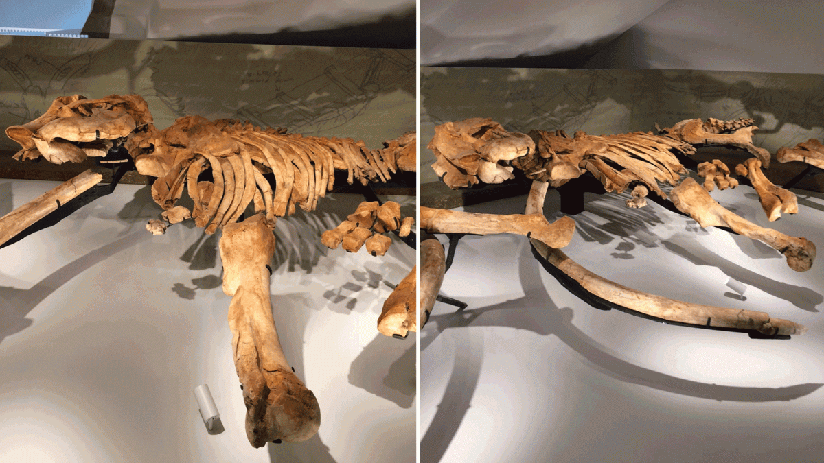 North Texas Mammoth On Display at Perot Museum – NBC 5 Dallas-Fort Worth