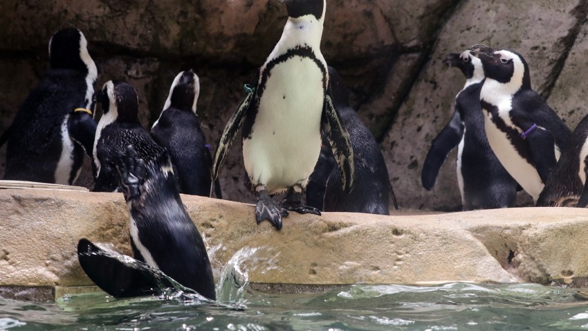 Dallas Zoo Prepares to Reopen With New Ticketing System, COVID-19 ...