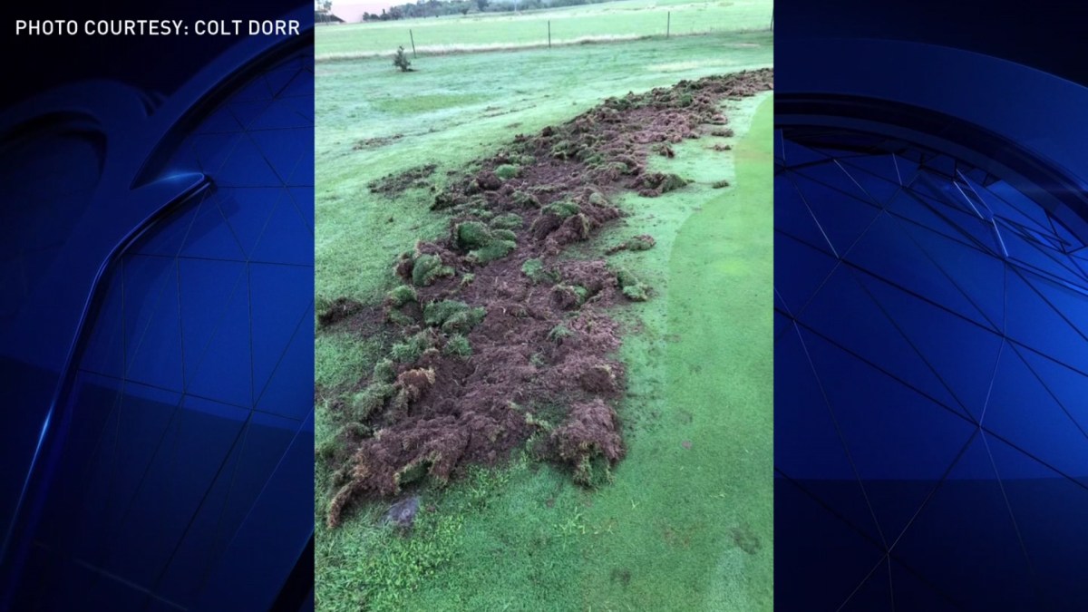 Feral Hogs Destroying North Texas Golf Course – NBC 5 Dallas-Fort Worth