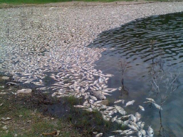 Algae Bloom Kills 250,000 Fish in N. Texas – NBC 5 Dallas-Fort Worth