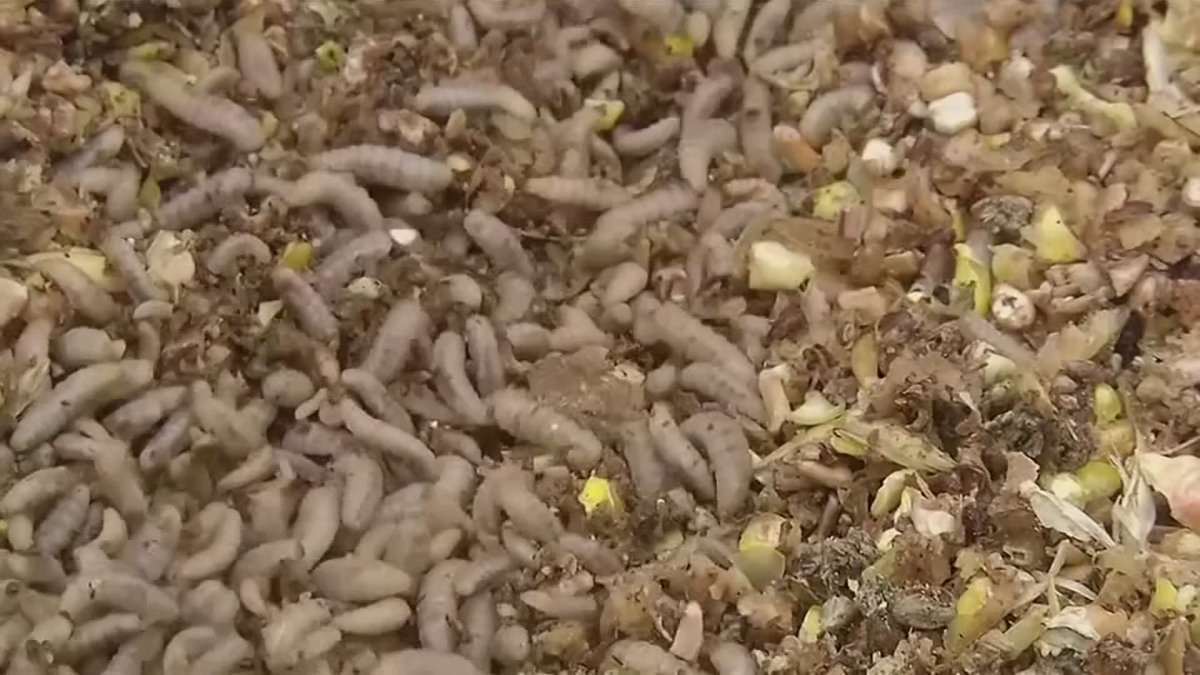 Scientists Experimenting With Larvae to Replace Butter – NBC 5 Dallas ...