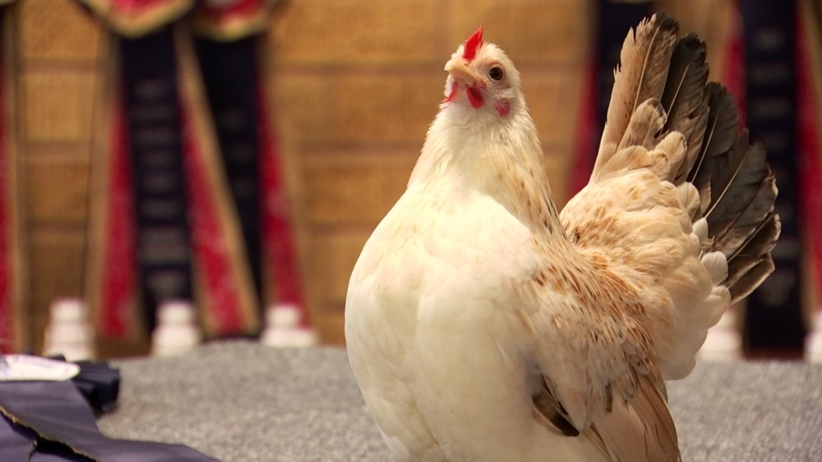 World’s Smallest Chicken Breed Struts Stuff at Fort Worth Stock Show ...