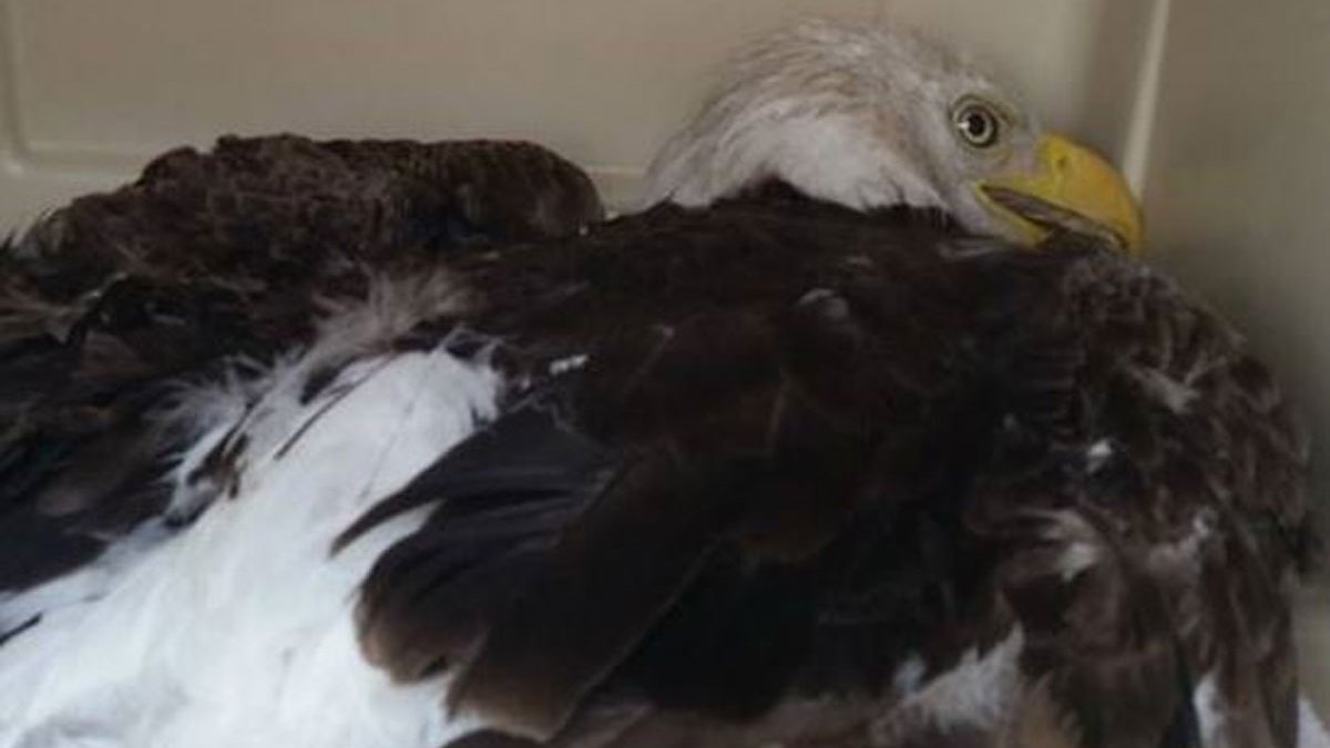 Bald Eagle Hit By Truck in Cleburne – NBC 5 Dallas-Fort Worth