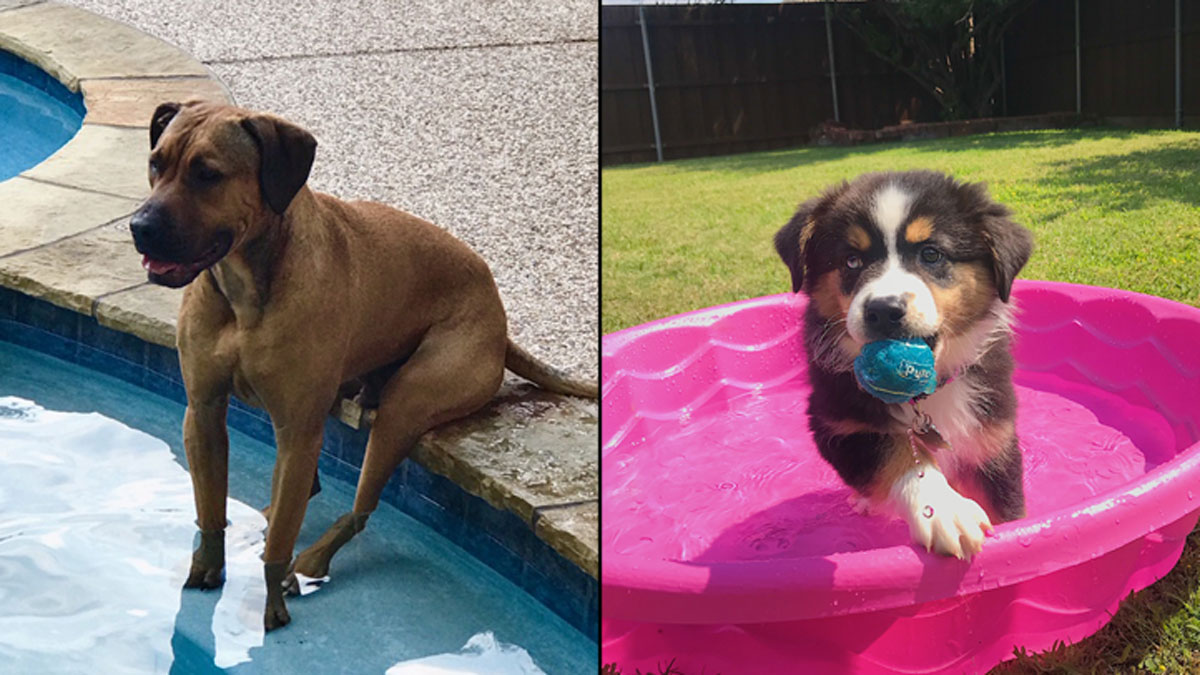 Dog Days of Summer – Buster and JuneBug – NBC 5 Dallas-Fort Worth