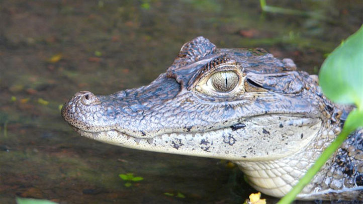 Reported Loose Gator a Very Small Caiman – NBC 5 Dallas-Fort Worth