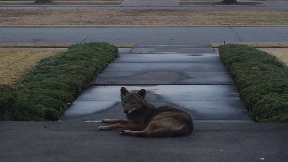 Coyotes Sightings on the Rise in North Texas – NBC 5 Dallas-Fort Worth