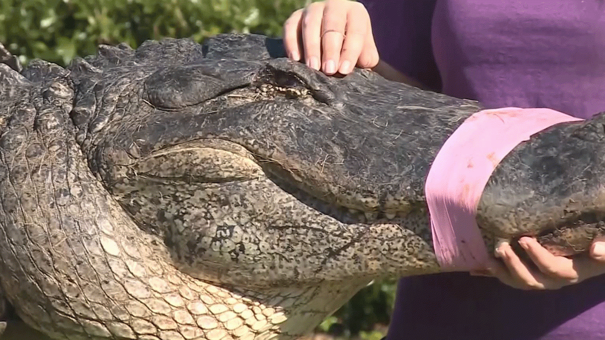‘Gator Squad’ Nabs Massive Alligator on Richmond Golf Course – NBC 5 ...
