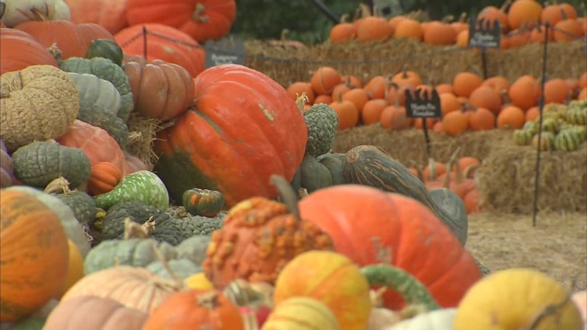 Find A North Texas Fall Festival Near You NBC 5 Dallas Fort Worth find-a-north-texas-fall-festival-near-you-nbc-5-dallas-fort-worth