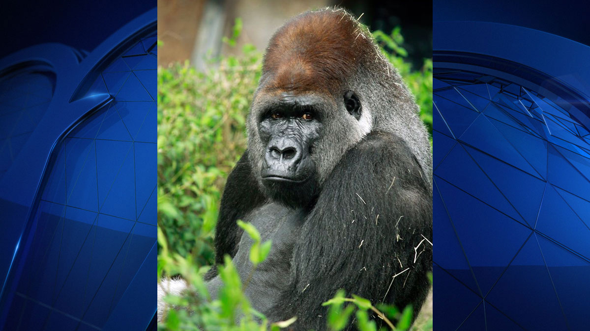 Silverback Gorilla at Dallas Zoo Dies – NBC 5 Dallas-Fort Worth
