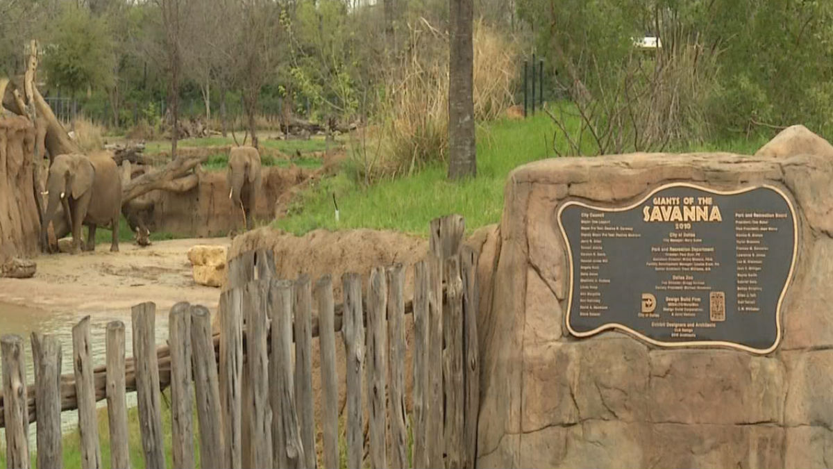 New African Elephants Arrive at Dallas Zoo – NBC 5 Dallas-Fort Worth