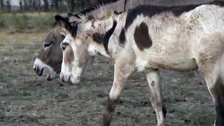 Another Donkey Shot, Killed With Bow and Arrow – NBC 5 Dallas-Fort Worth