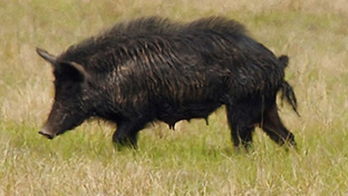 Texas has a feral hog problem. Can we fix it? – NBC 5 Dallas-Fort Worth