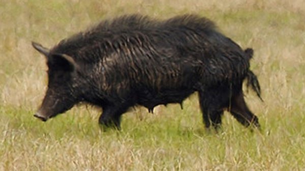 Texas has a feral hog problem. Can we fix it? – NBC 5 Dallas-Fort Worth