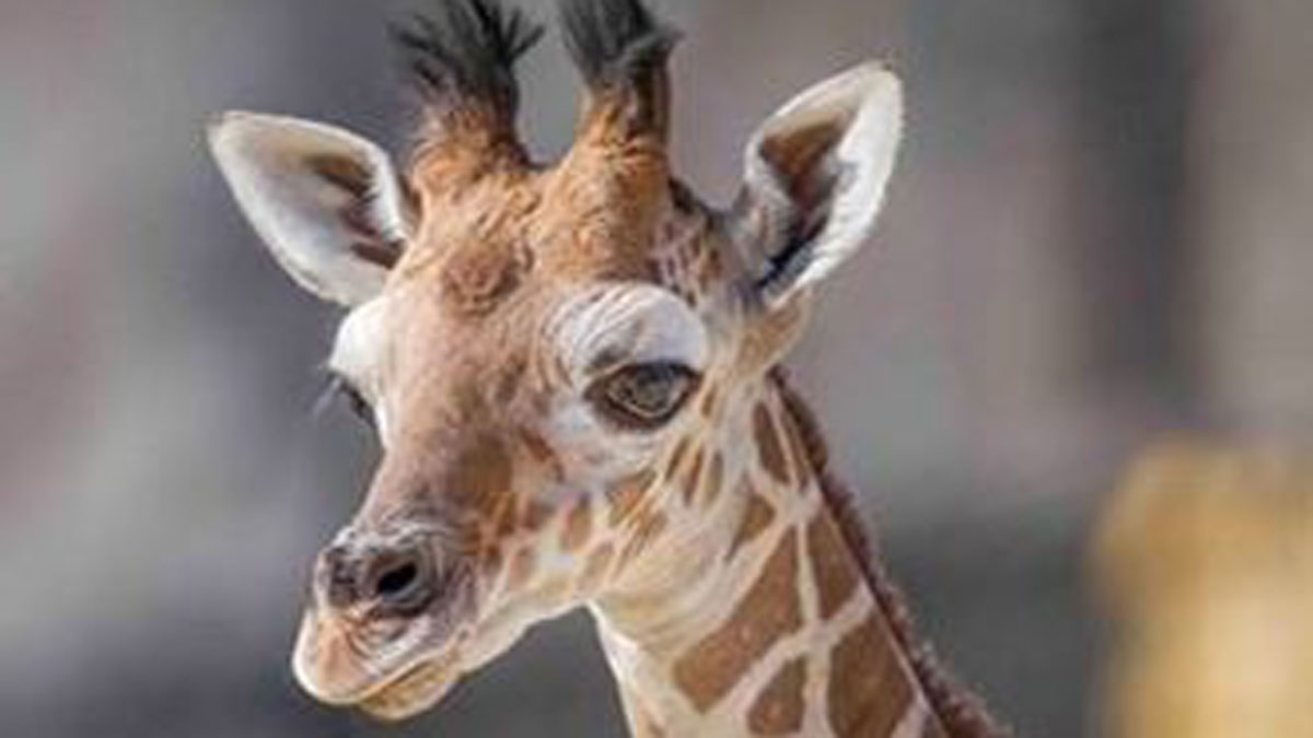 Fort Worth Zoo Welcomes Baby Giraffe – NBC 5 Dallas-Fort Worth