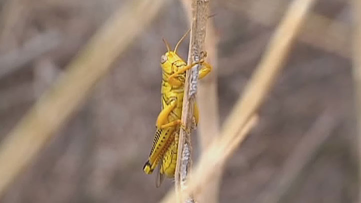 Grasshoppers Chewing Up North Texas Crops – NBC 5 Dallas-Fort Worth