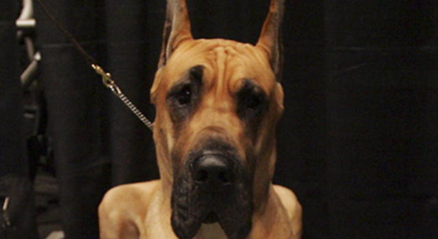 Great Dane Attacks Owner – NBC 5 Dallas-Fort Worth