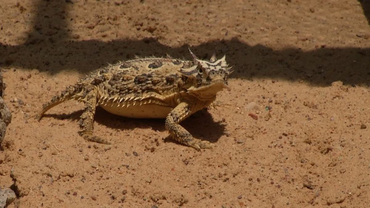 Fort Worth Zoo Helps Horned Lizard Population – NBC 5 Dallas-Fort Worth