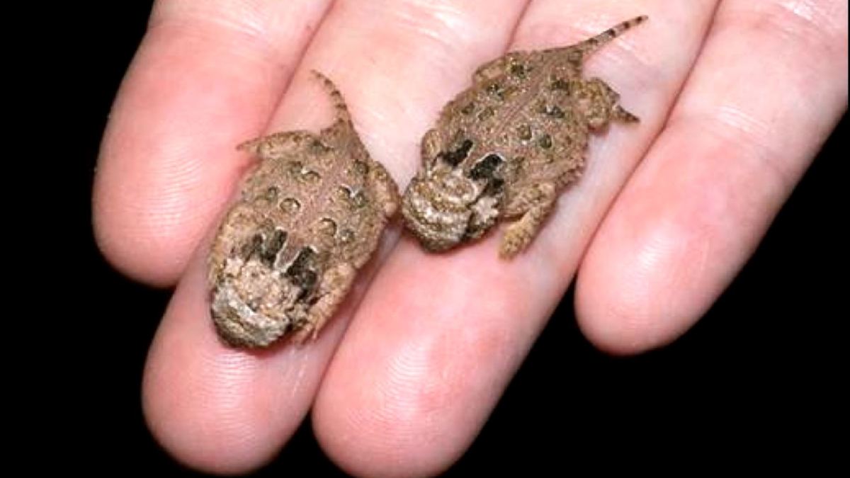 Dallas Zoo Welcomes Baby Texas Horned Lizards – NBC 5 Dallas-Fort Worth