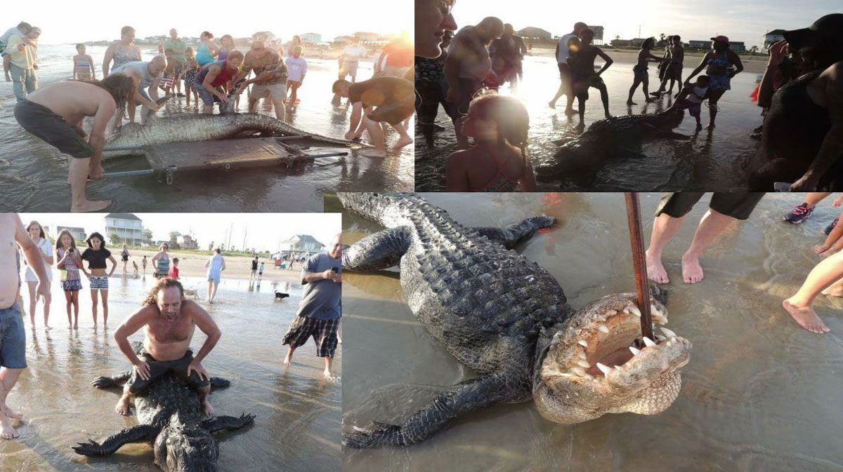 13-Foot Alligator Washes Up on Texas Beach, Likely Drowned – NBC 5 ...