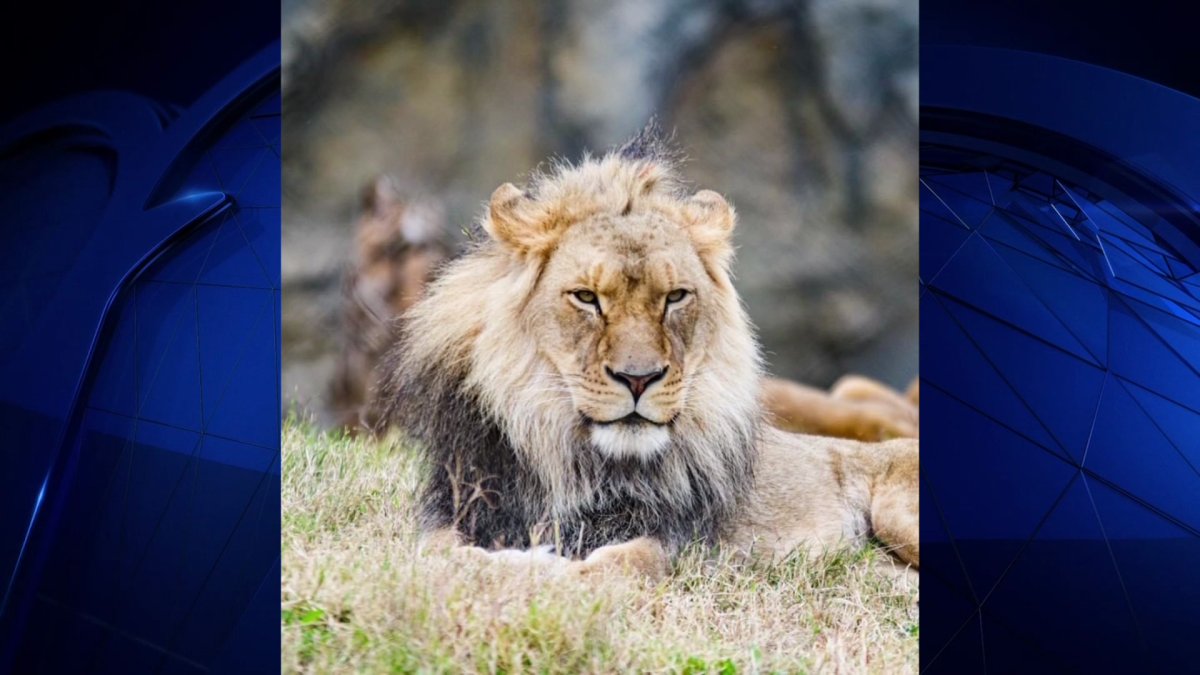 Dallas Zoo Welcomes New Lion – NBC 5 Dallas-Fort Worth