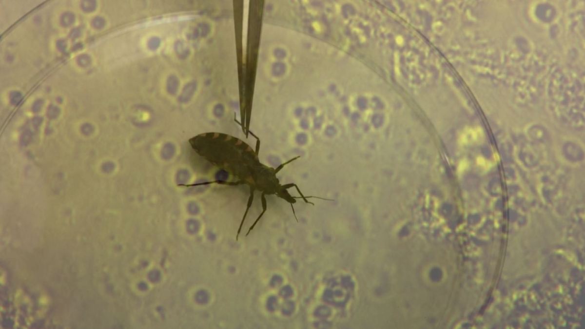 Hidden Threat: The Kissing Bug: Hundreds of Texas Dogs Infected With ...